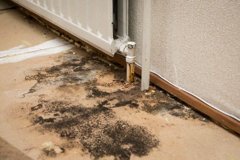 Understanding the Different Types of Mold and Their Health Implications ...